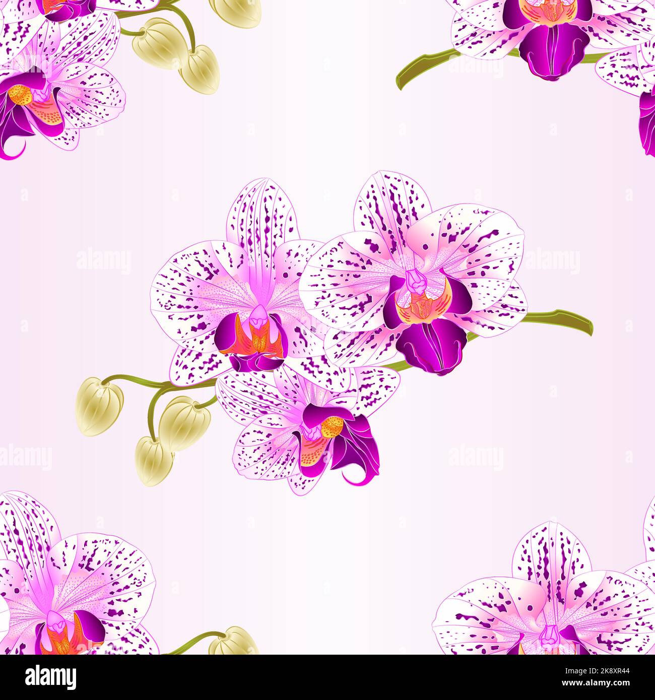 Seamless Texture Phalaenopsis Orchid Purple And White Stem With Flowers