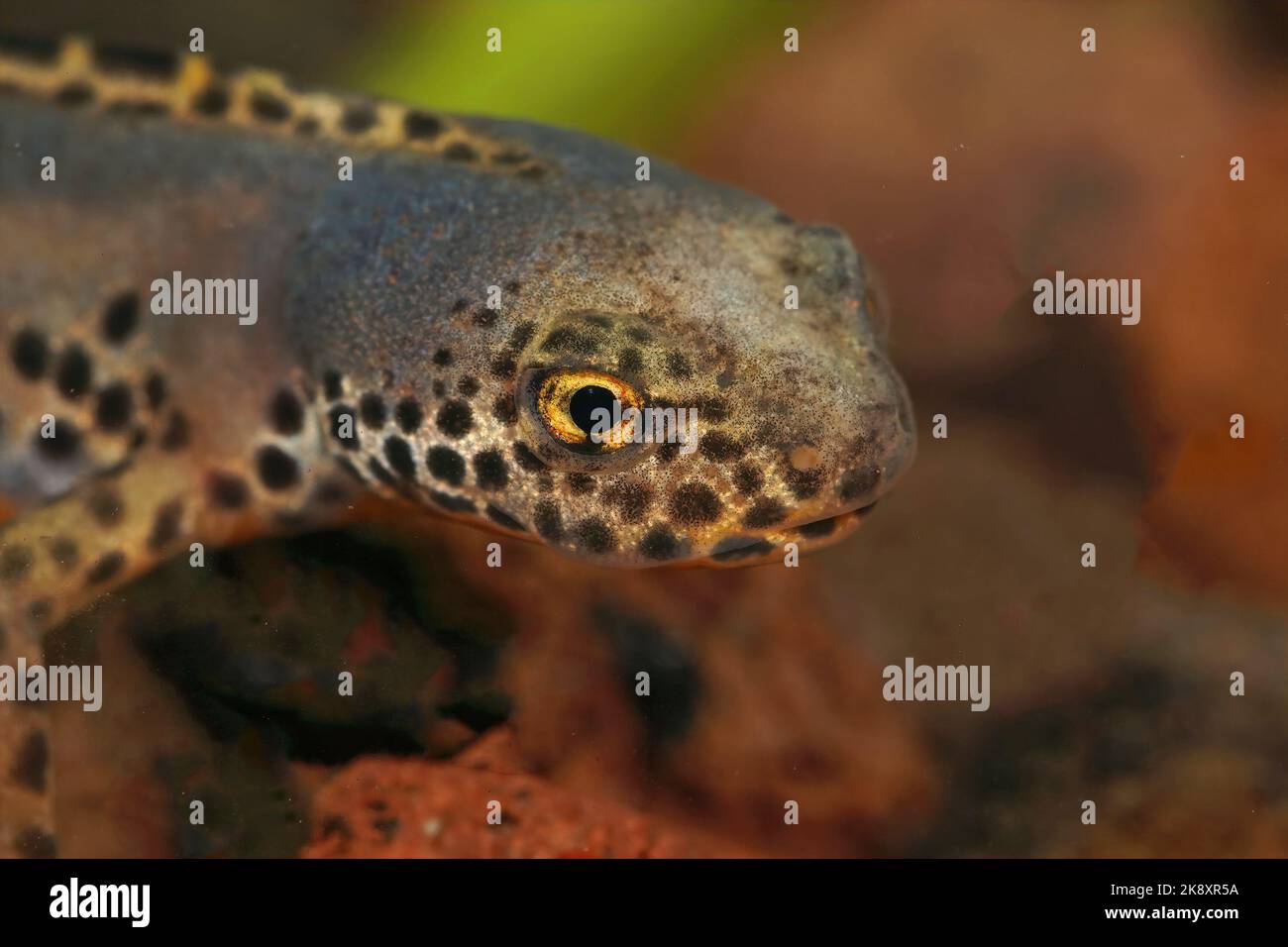 A closeup of a male alpine newt head (Ichthyosaura alpestris Stock ...