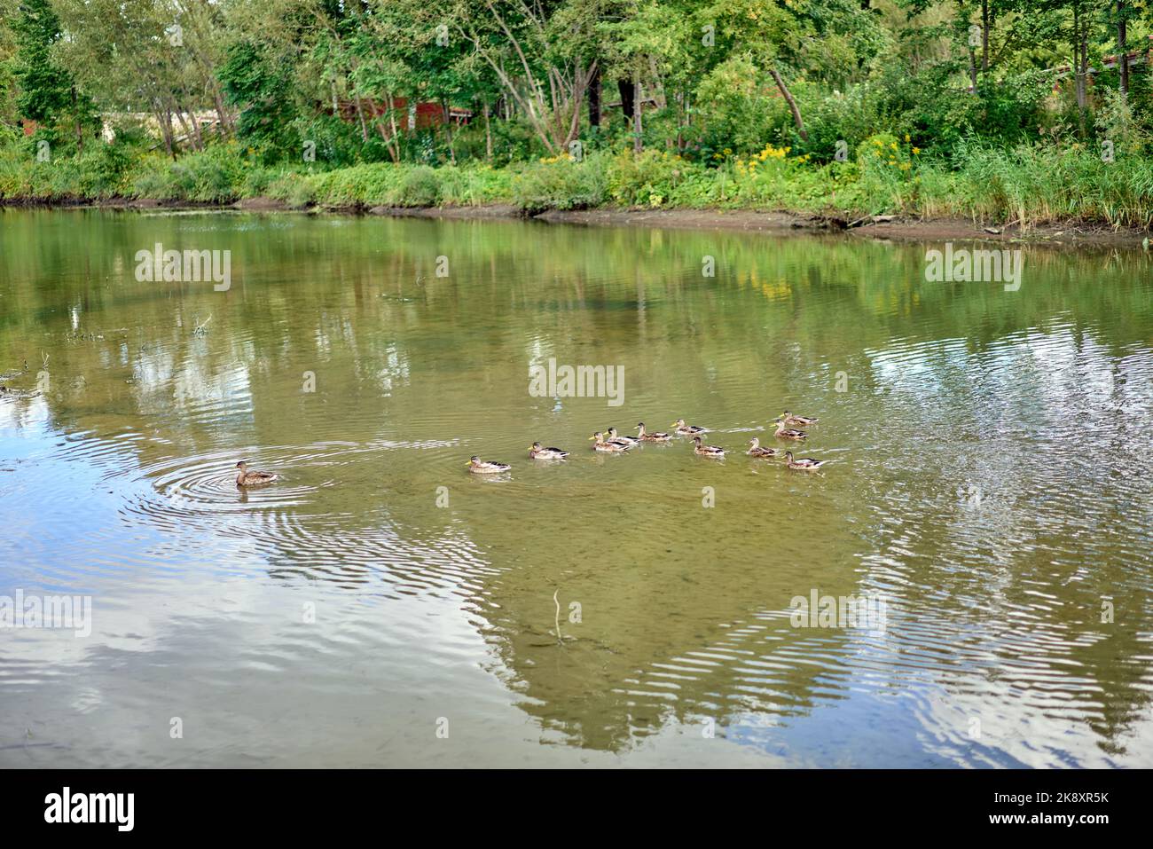 A raft of ducks swimming on a river Stock Photo - Alamy