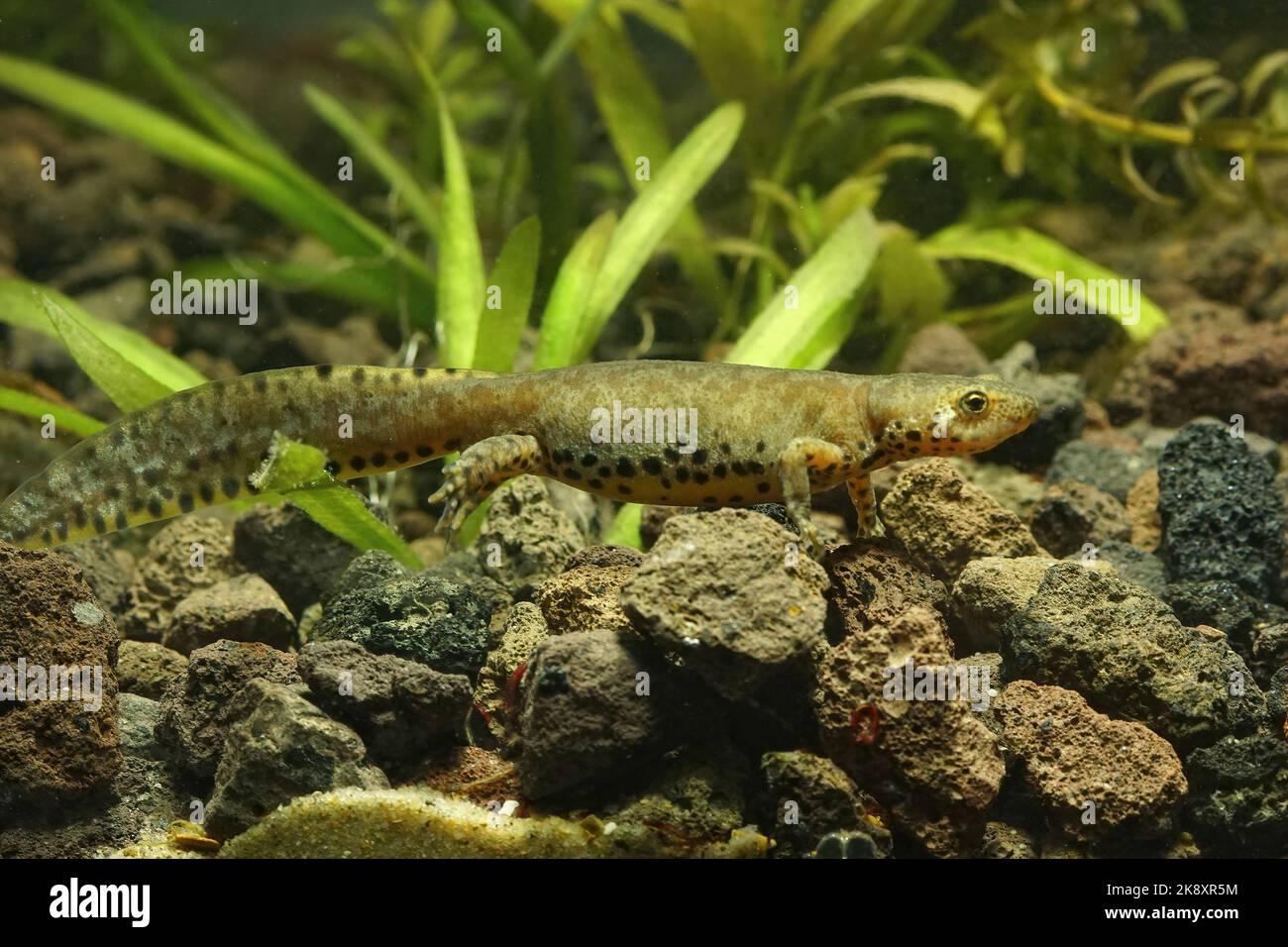 A closeup of a female alpine newt (Ichthyosaura alpestris Stock Photo ...