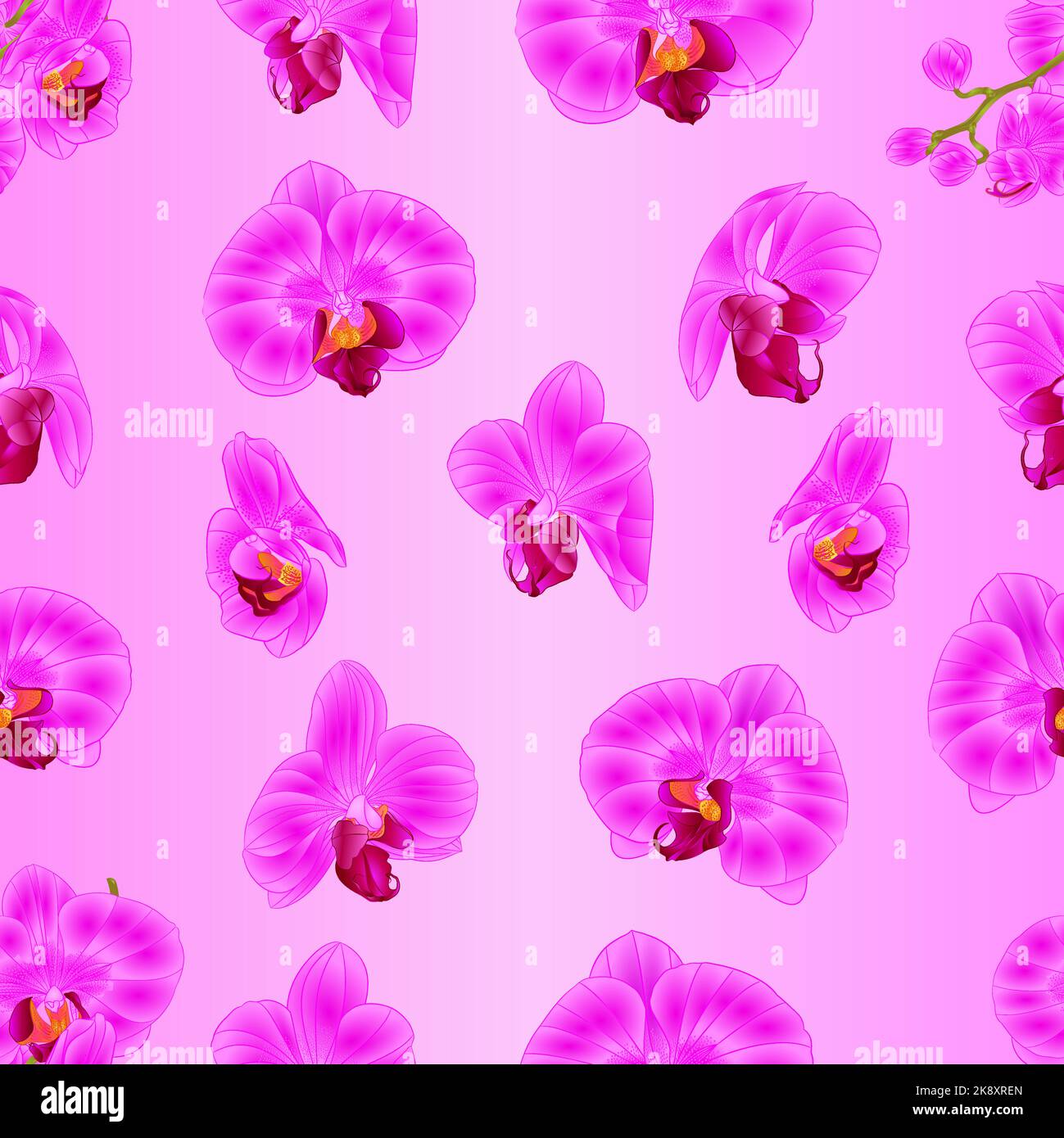 Seamless Texture Beautiful Purple Orchid Phalaenopsis Flowers Closeup