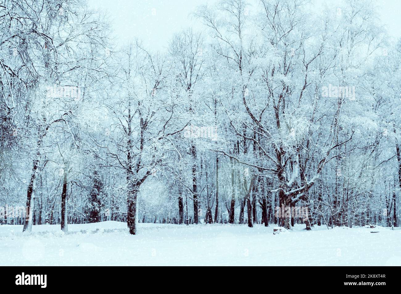 Winter landscape with falling snow, scenic snowy forest with snowfall ...