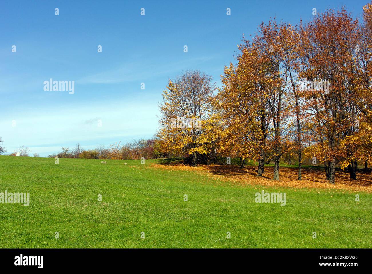 Autumn is coming. Autumn landscape of trees with beautiful yellow ...