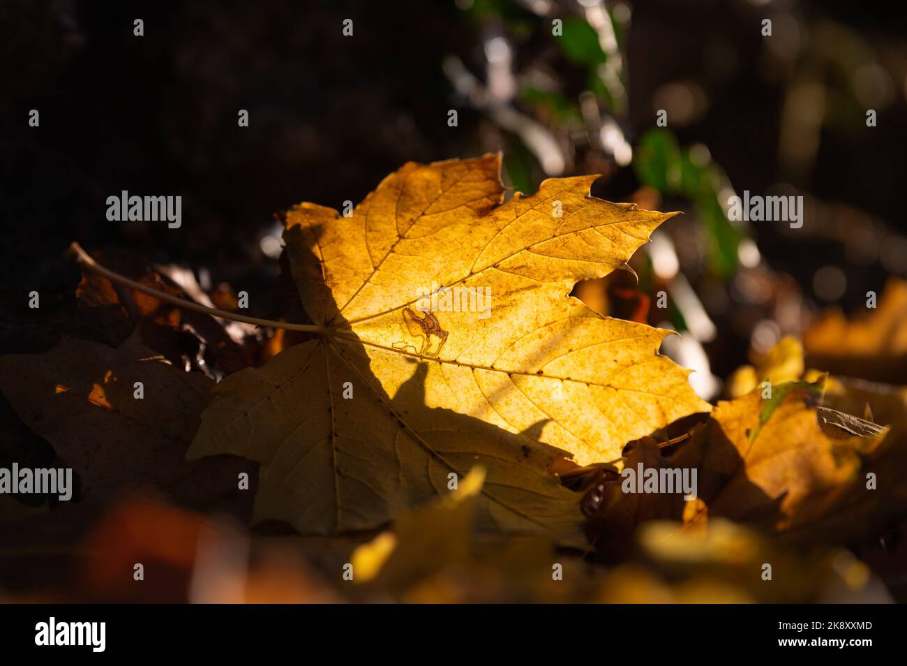 Yellow maple tree leaves on the ground in a warm, morning light. Autumn ...