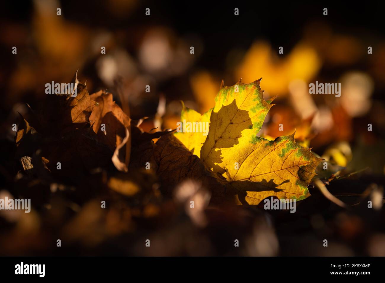 Herbstblat hi-res stock photography and images - Alamy