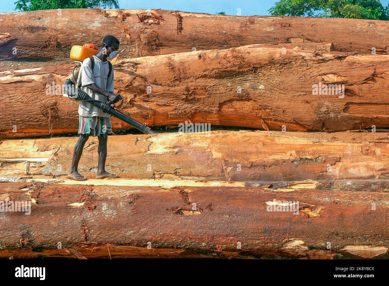 Ghana, Samreboi. The felled trees from the saw mill Samartex are being ...