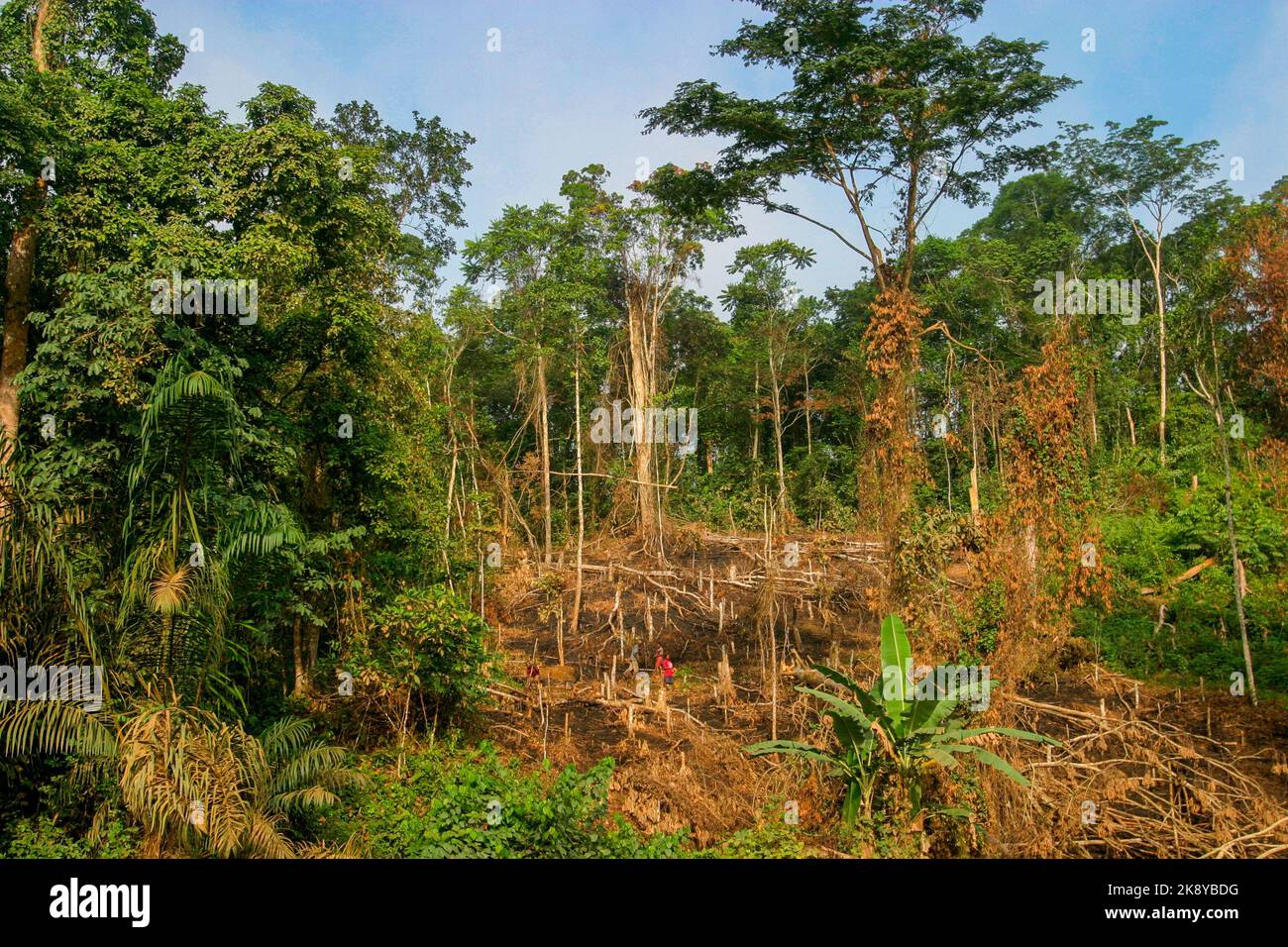 Ghana, Takoradi. Erosion of rainforest because of slash and burn ...