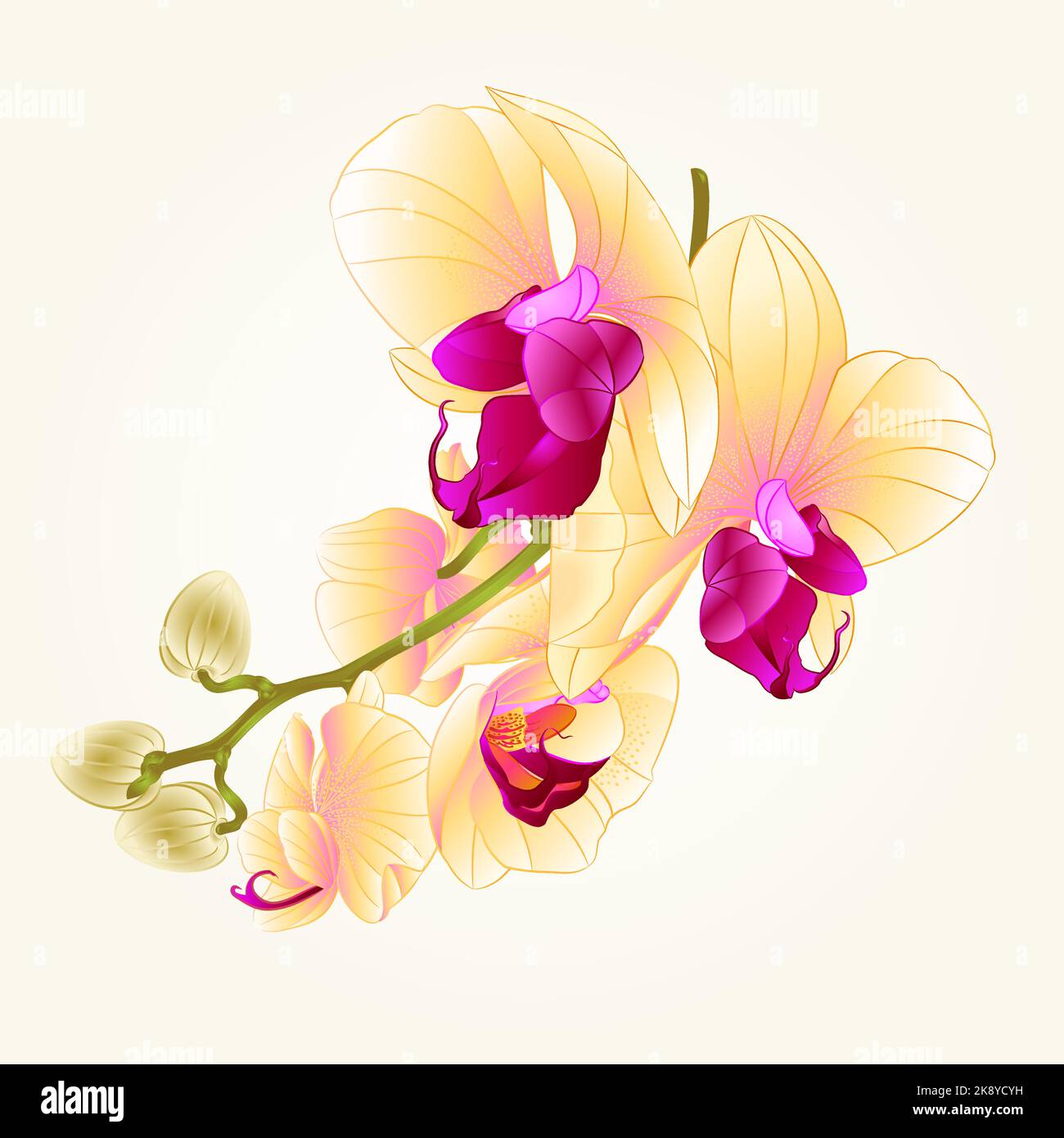 Blooming spring yellow buds Stock Vector Images - Alamy