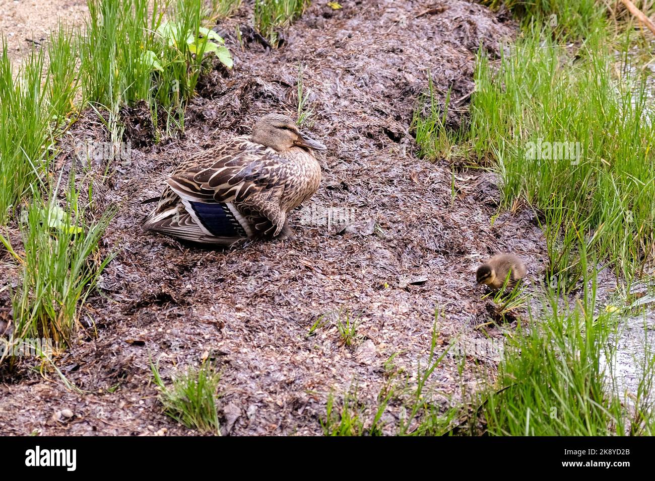A view of duck and duckling sitting on muddy ground surrounded by grass ...