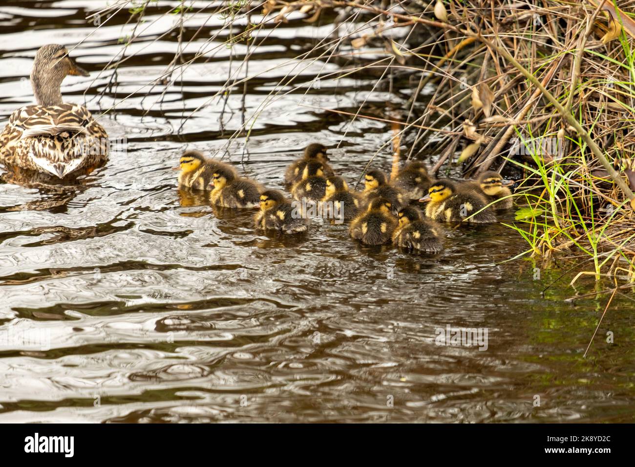 A view of mother duck and ducklings floating on water Stock Photo - Alamy