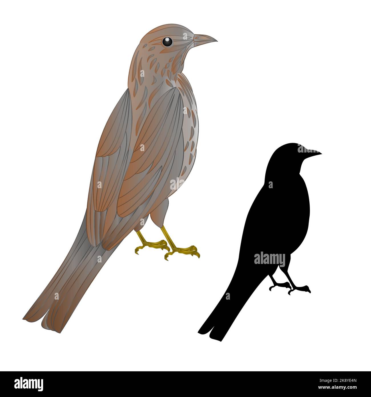 Thrush songbird wildlife bird vintage vector animal illustration ...
