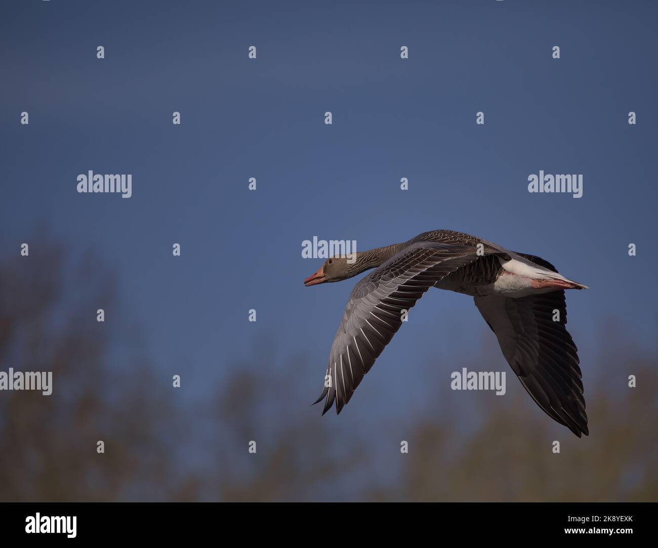 A graylag goose soaring in the air Stock Photo - Alamy