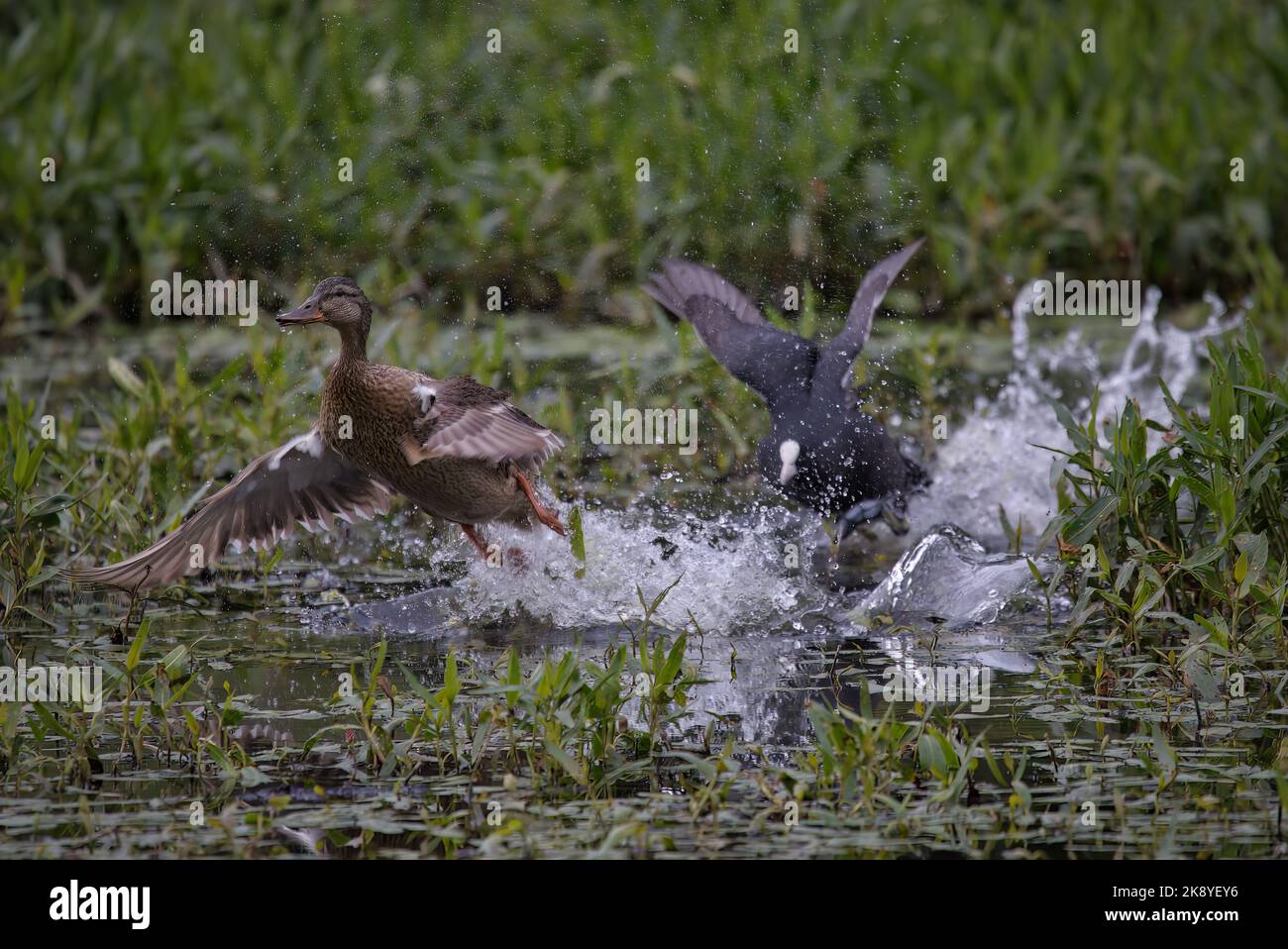 Playful wild duck in the water hi-res stock photography and images - Alamy
