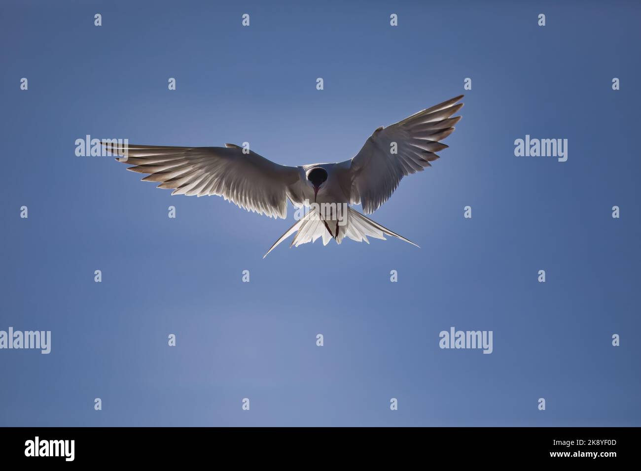 A view of sterna bird soaring high in the blue sk Stock Photo - Alamy