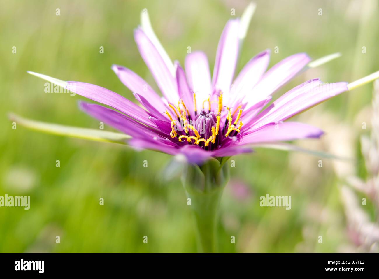 Close-up of the beautiful purple flower of common salsify (Tragopogon ...