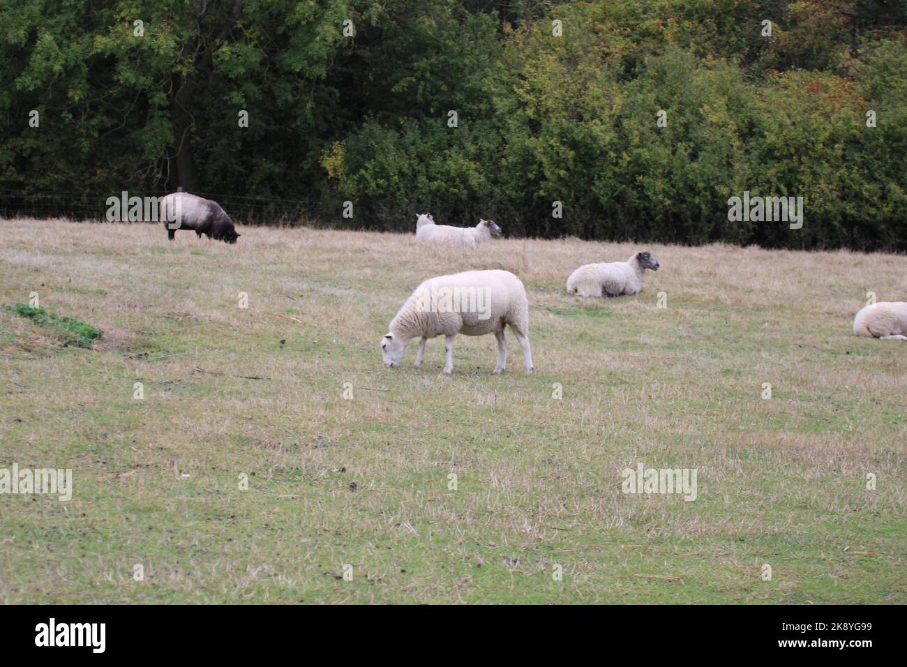 An aerial view of flock of sheep grazing in greenery field Stock Photo ...