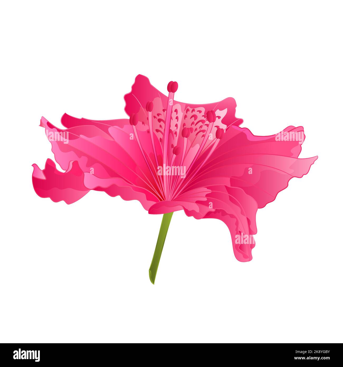 Beautiful Flower of pink Rhododendron Ponticum Flower Isolated on White ...