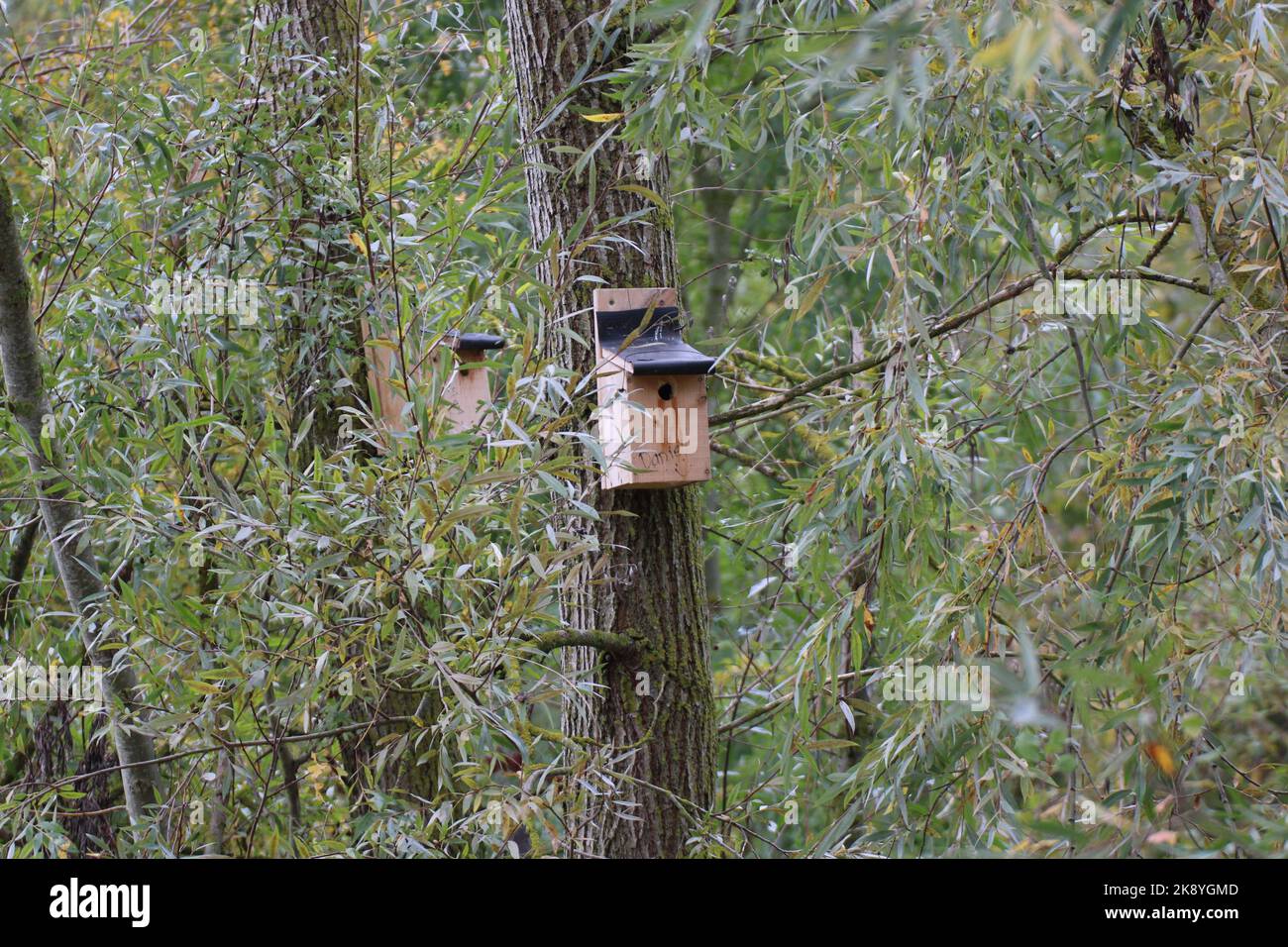 A scenic view of a wooden birdhouse on a green tree Stock Photo - Alamy