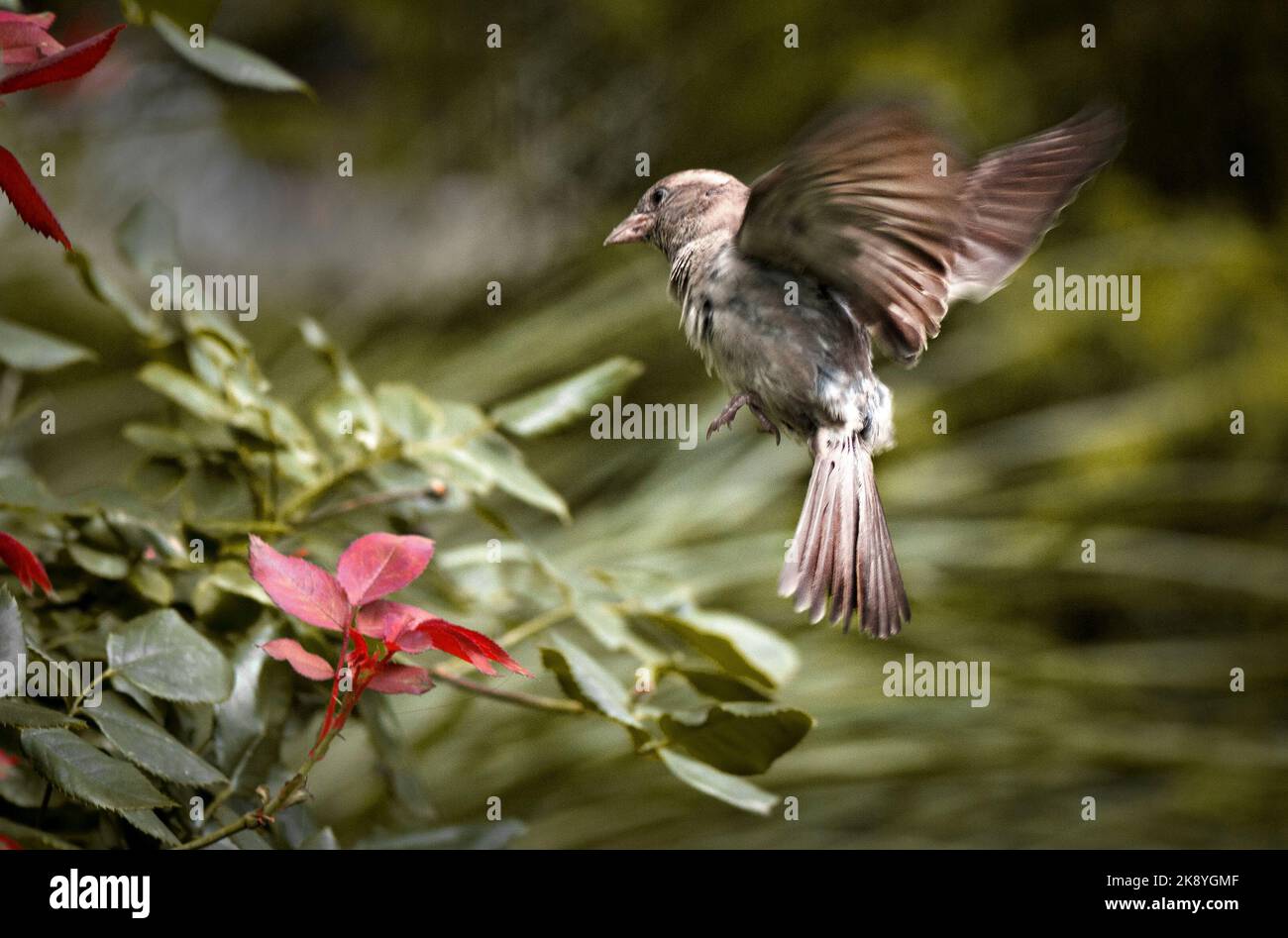 An Old World sparrow (Burung gereja) landing on the tree, close-up ...