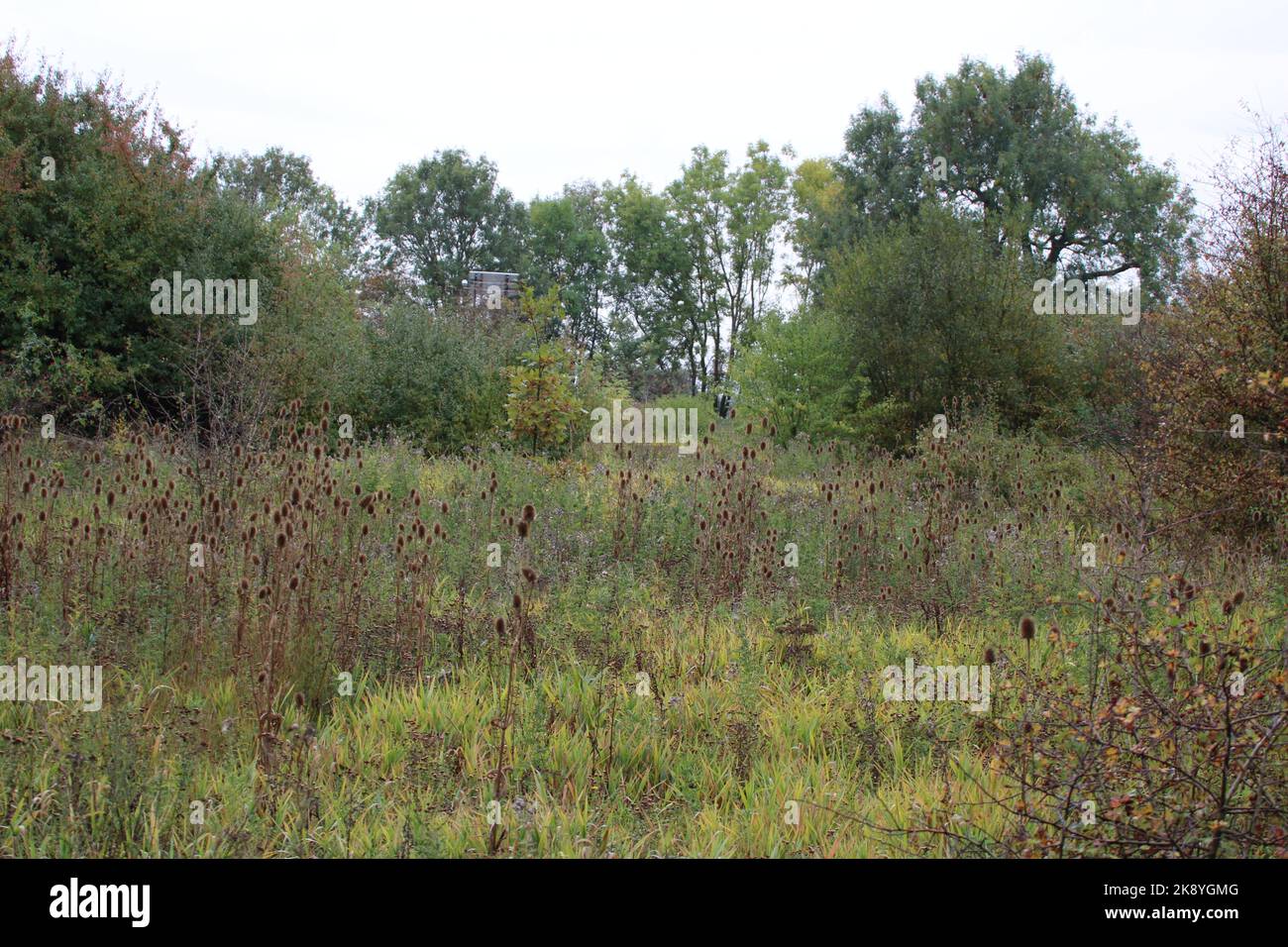 A scenic view of plants and shrubs growing against green trees Stock ...