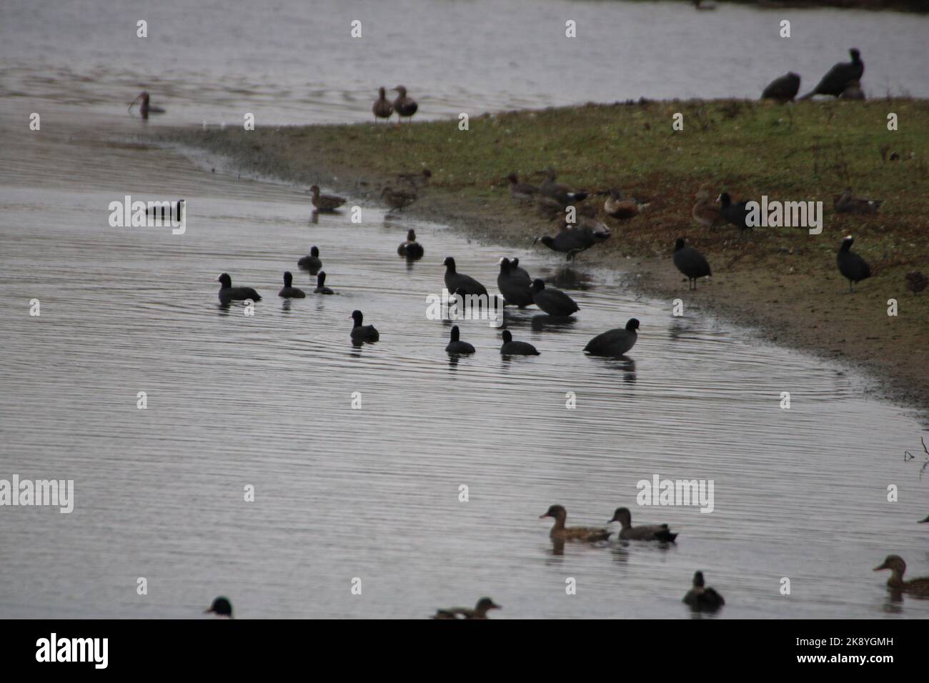 An aerial view of flock of ducks swimming in water Stock Photo - Alamy