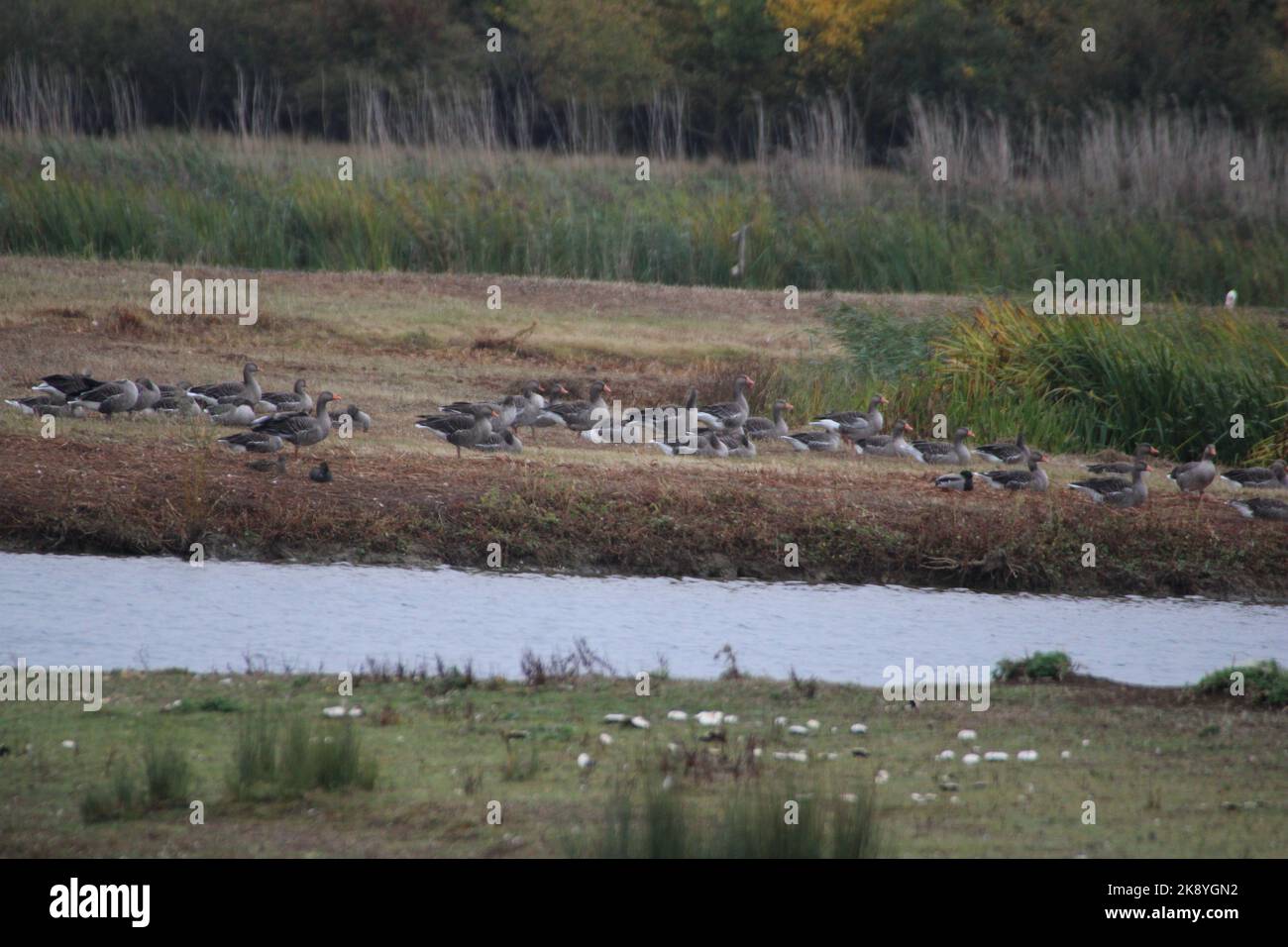 An aerial view of flock of geese walking near water Stock Photo - Alamy