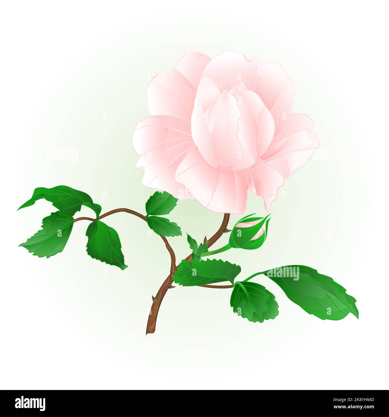 Rose flower light pink twig with leaves and bud nature background ...