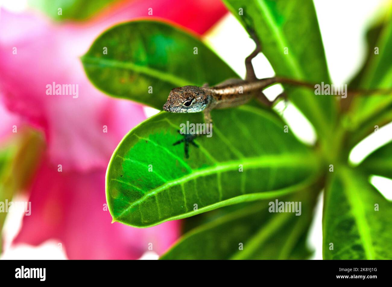 A selective focus of Brown anole on a plant leaf on a green background ...
