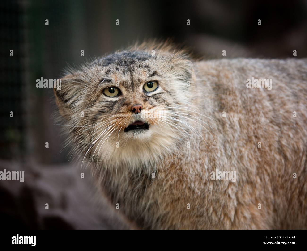 A closeup of a cute fluffy Pallas's cat with an open mouth and big ...