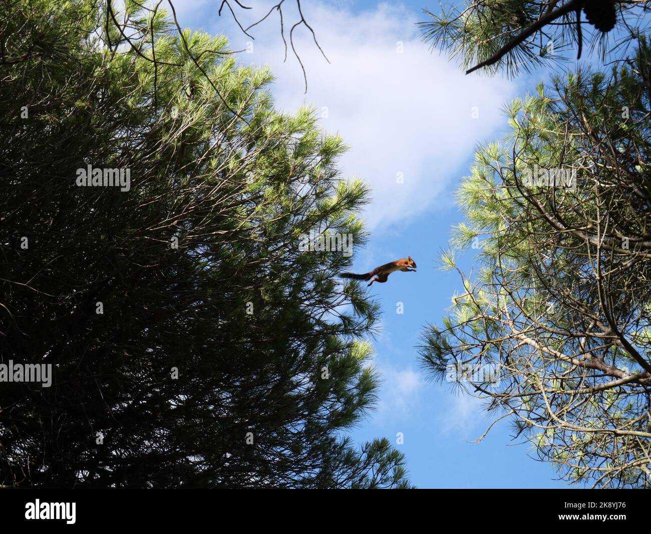 A red squirrel making a brave jump from one tree to another under a ...