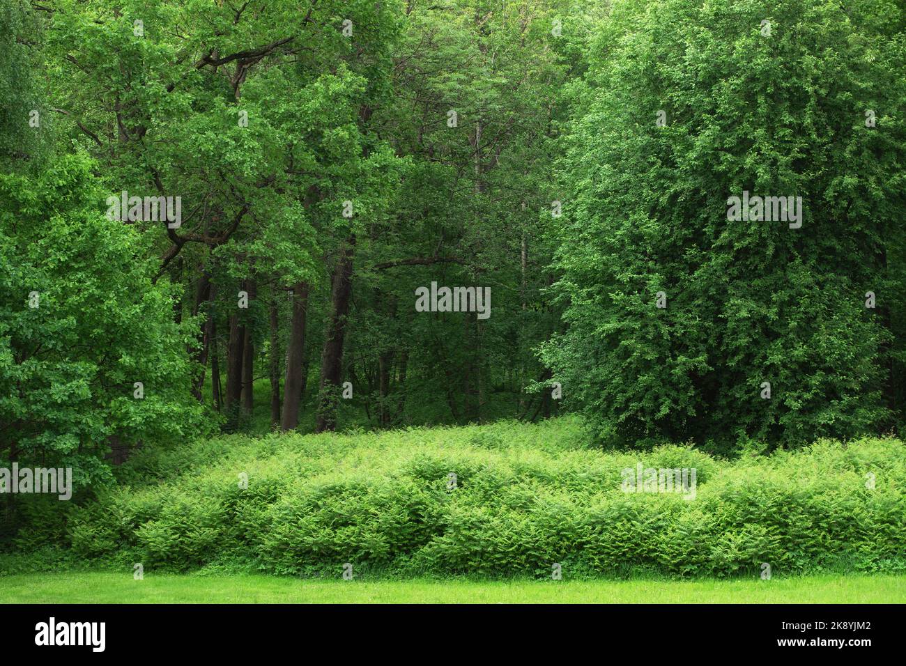 lush shrubs and trees in a forest park. picturesque nature Stock Photo ...