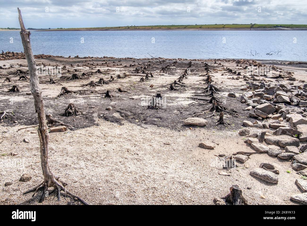 The remains of old tree stumps exposed by falling water levels caused ...