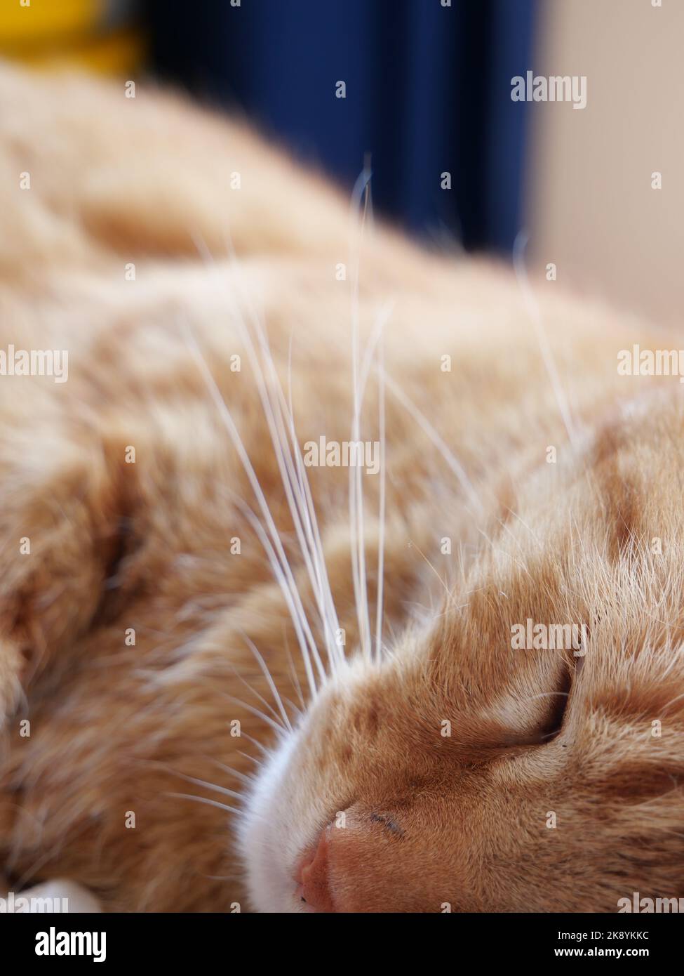 A vertical closeup shot of a cute little ginger cat with long whiskers ...