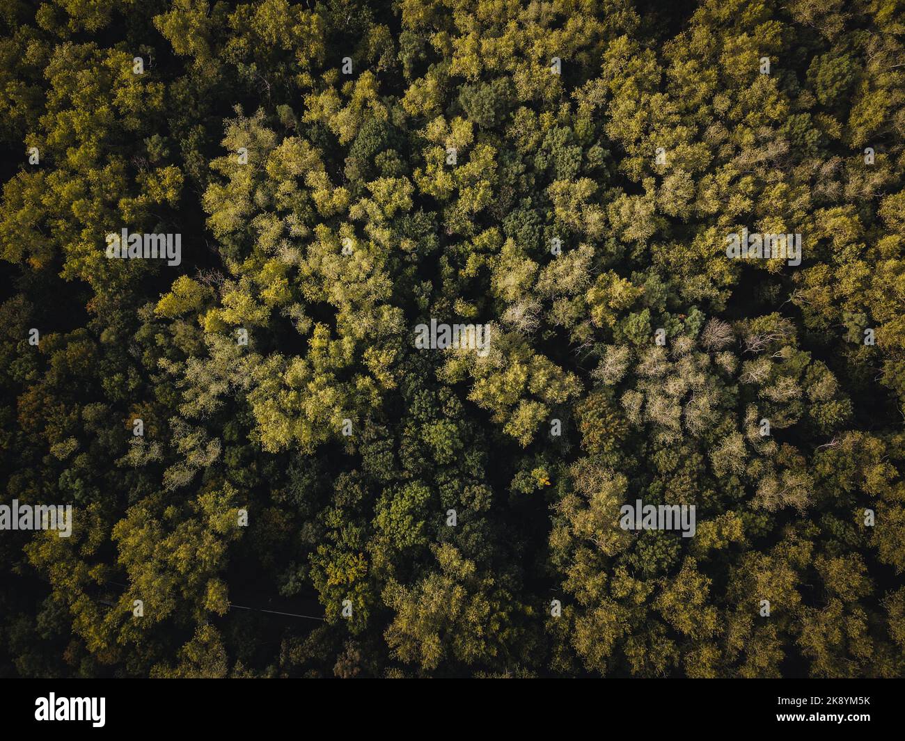 A bird's eye view of a vast wilderness filled with thick green trees ...