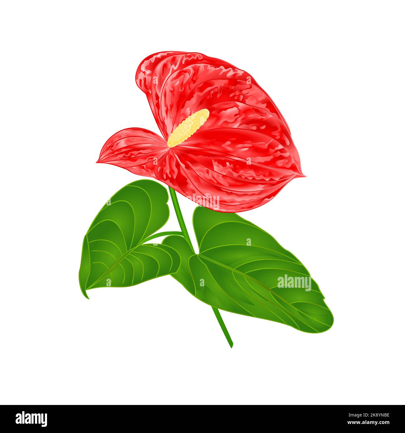 Decorative flower anthurium on a white background vintage vector ...