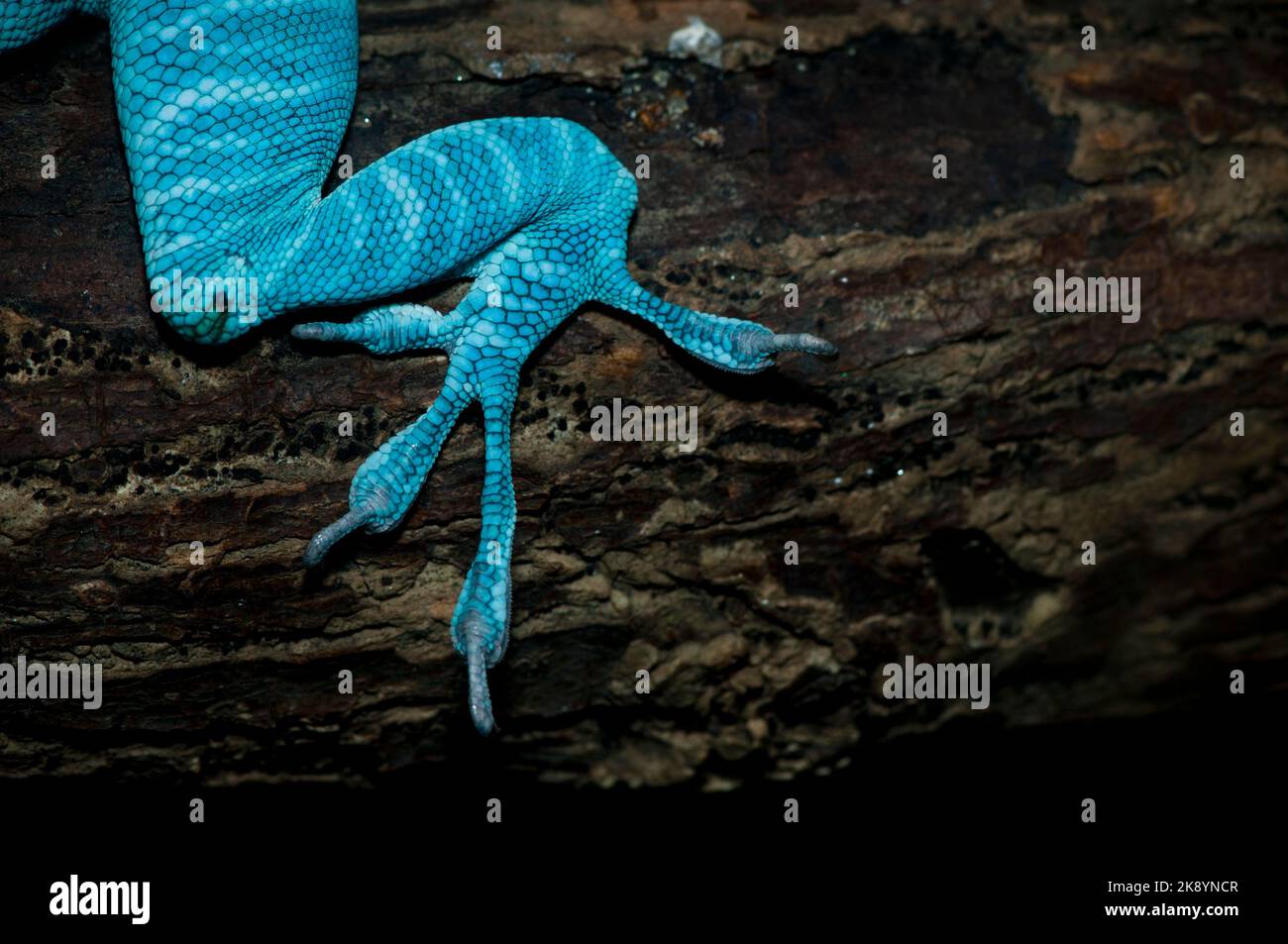 Lizard leg hi-res stock photography and images - Alamy