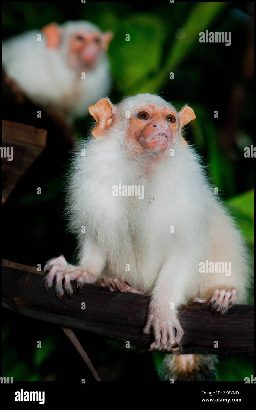 A closeup of white silvery marmoset monkeys perching on wood Stock ...