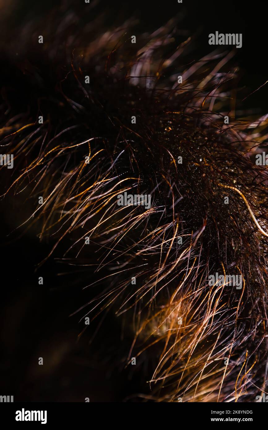 A vertical macro of hairy fern branch, perfect for backgrounds and ...
