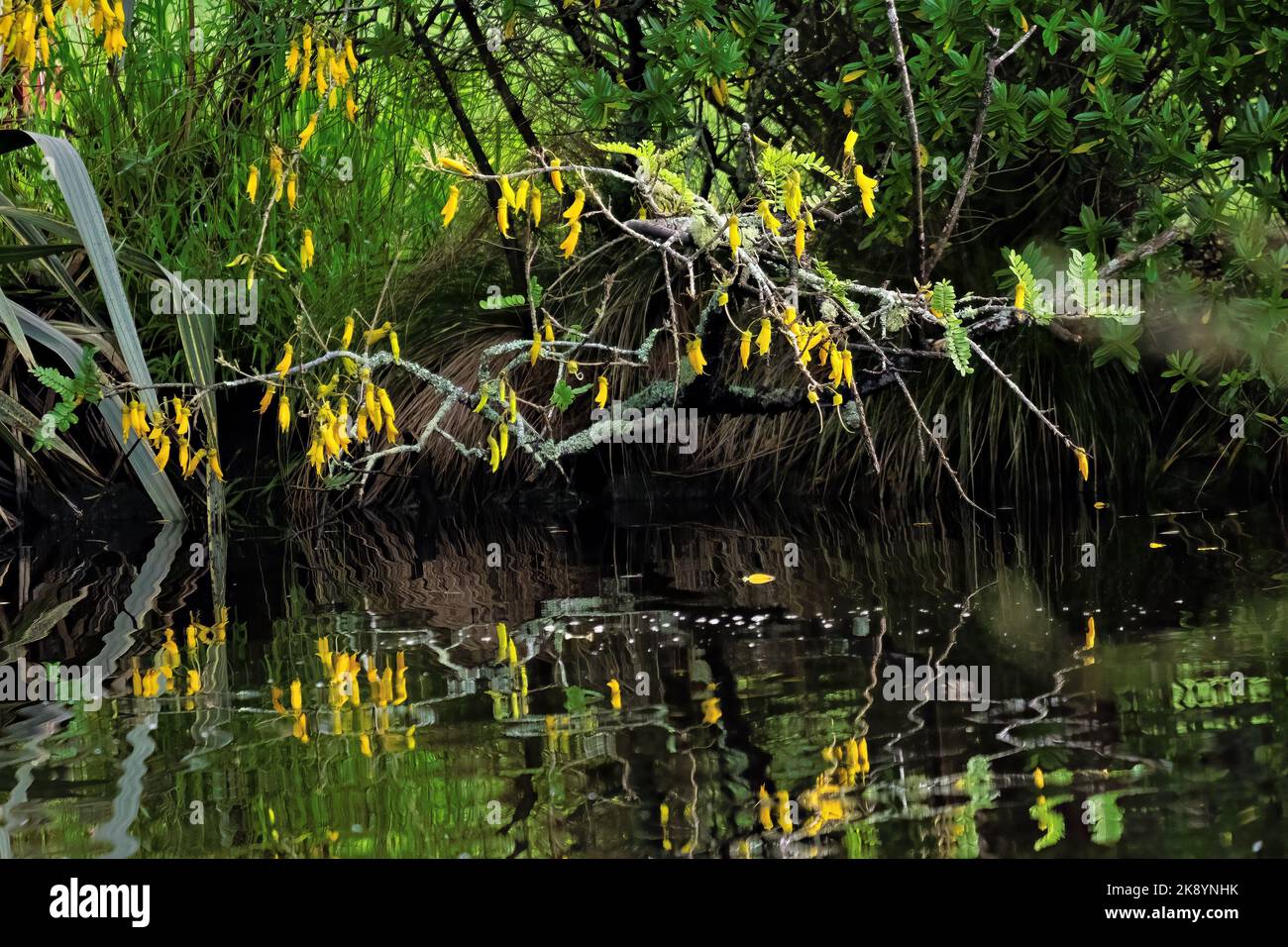 A Kowhai tree with yellow flowers reflected in a large garden pond ...