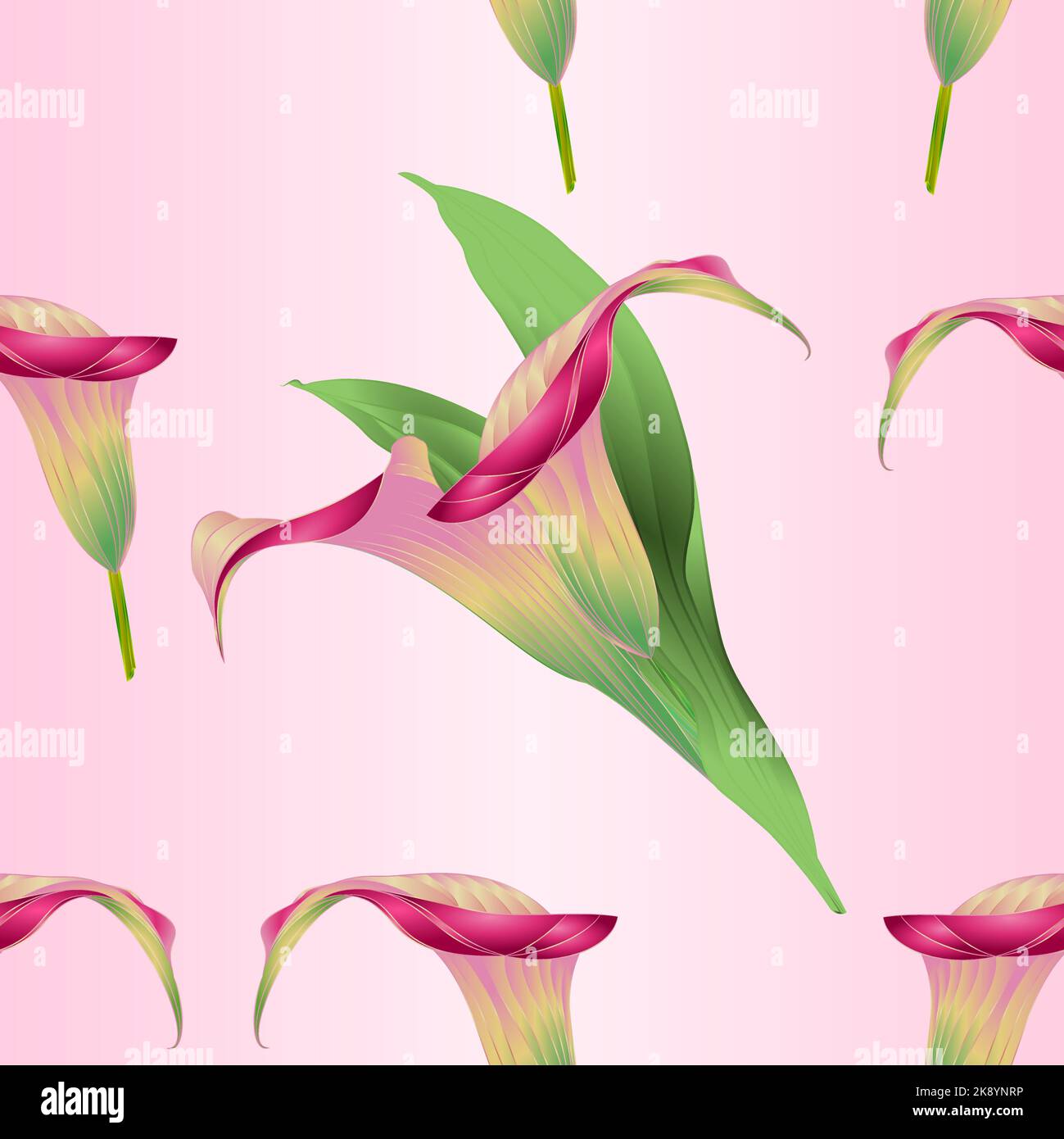 Seamless texture calla lily Pink flower herbaceous perennial ornamental ...