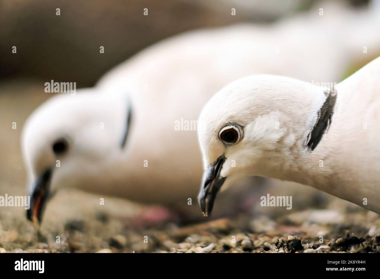 A close-up of two African ring-necked doves eating seed with the same ...