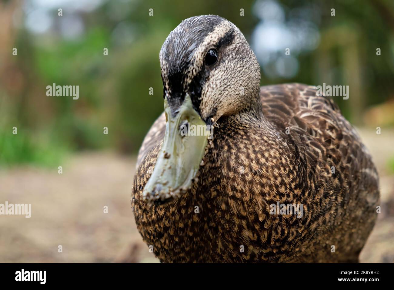 A close-up of a front view of a female duck staring at the camera Stock ...