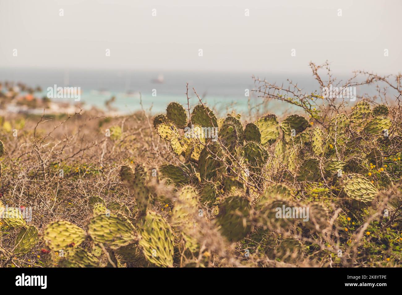A closeup of cactus plants with big sharp thorns growing in the desert ...