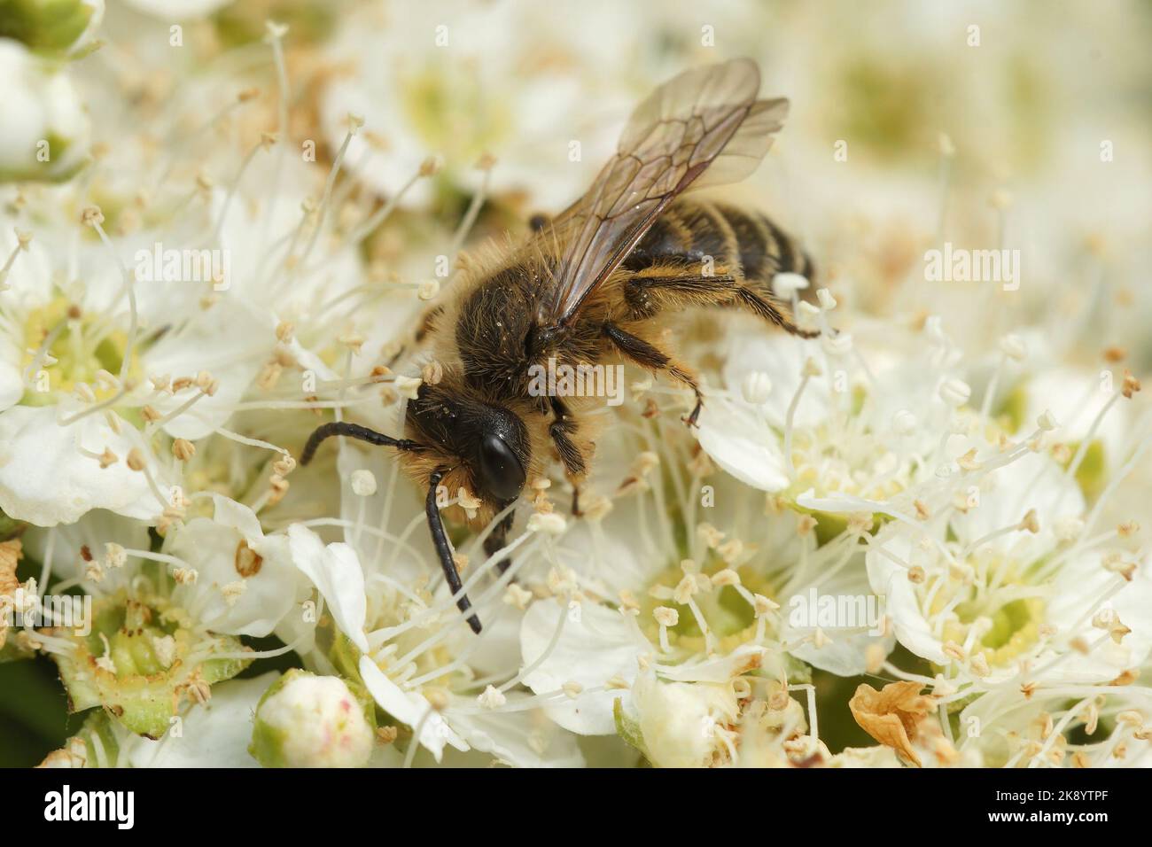 A closeup shot of a yellow-legged mining bee (andrena flavipes ...
