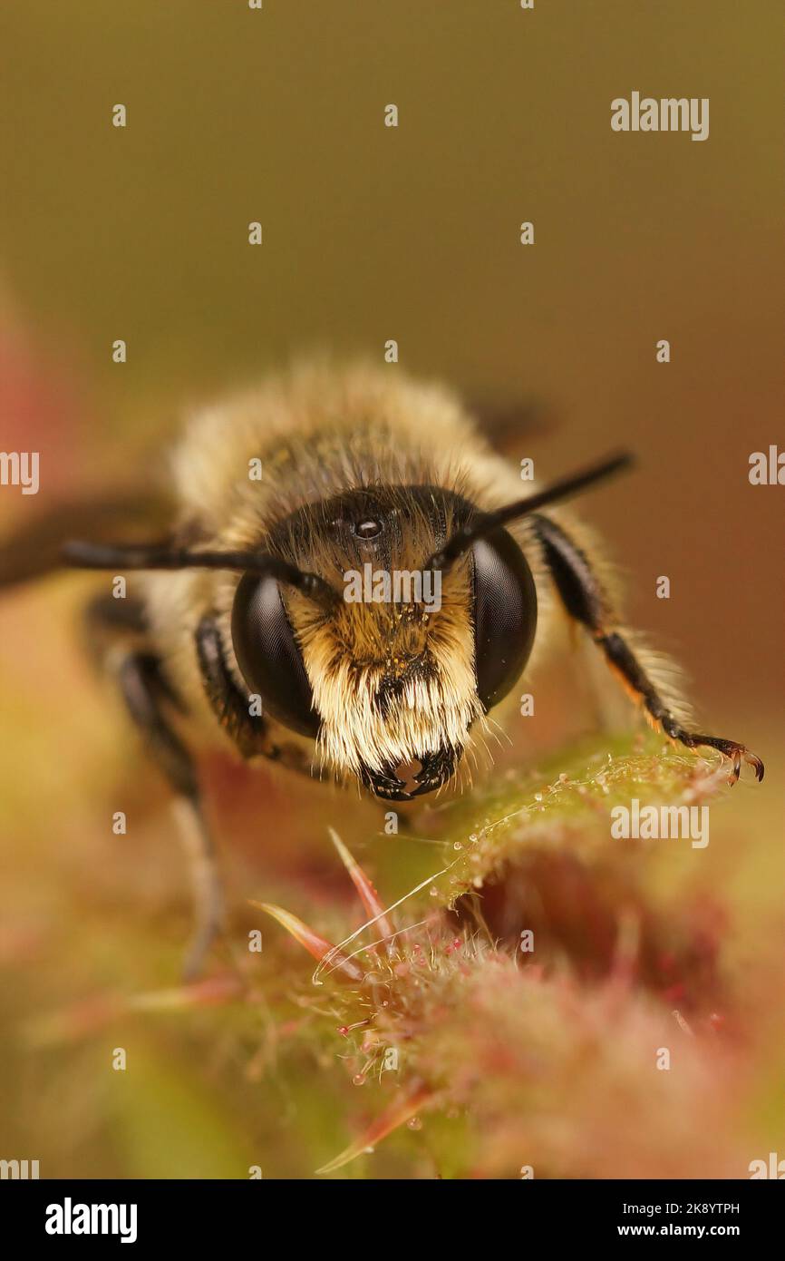 Female patchwork leaf cutter bee hi-res stock photography and images ...