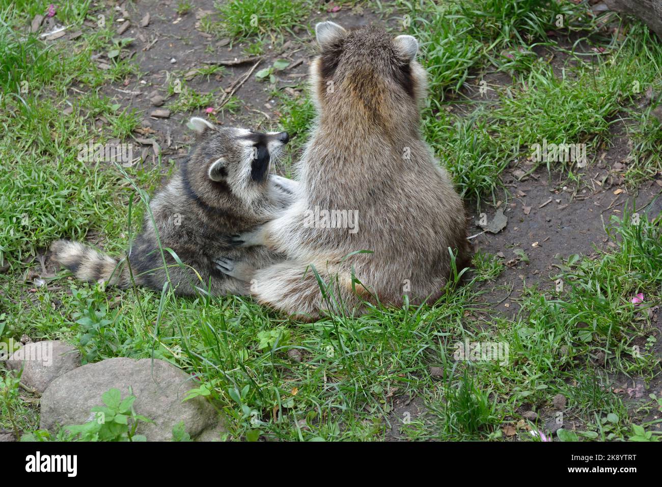 Raccoons playing hi-res stock photography and images - Alamy