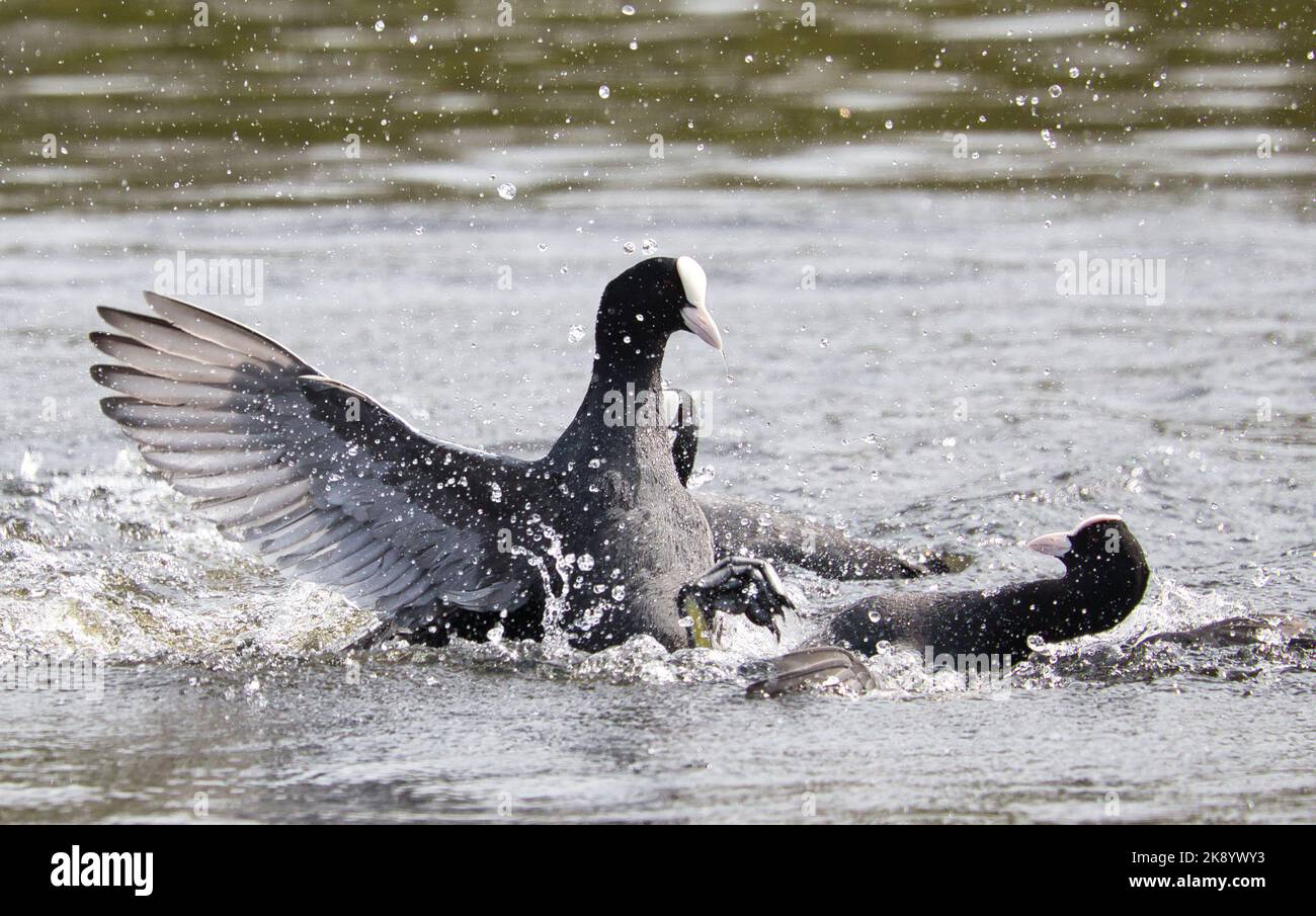 Australian coots hi-res stock photography and images - Alamy