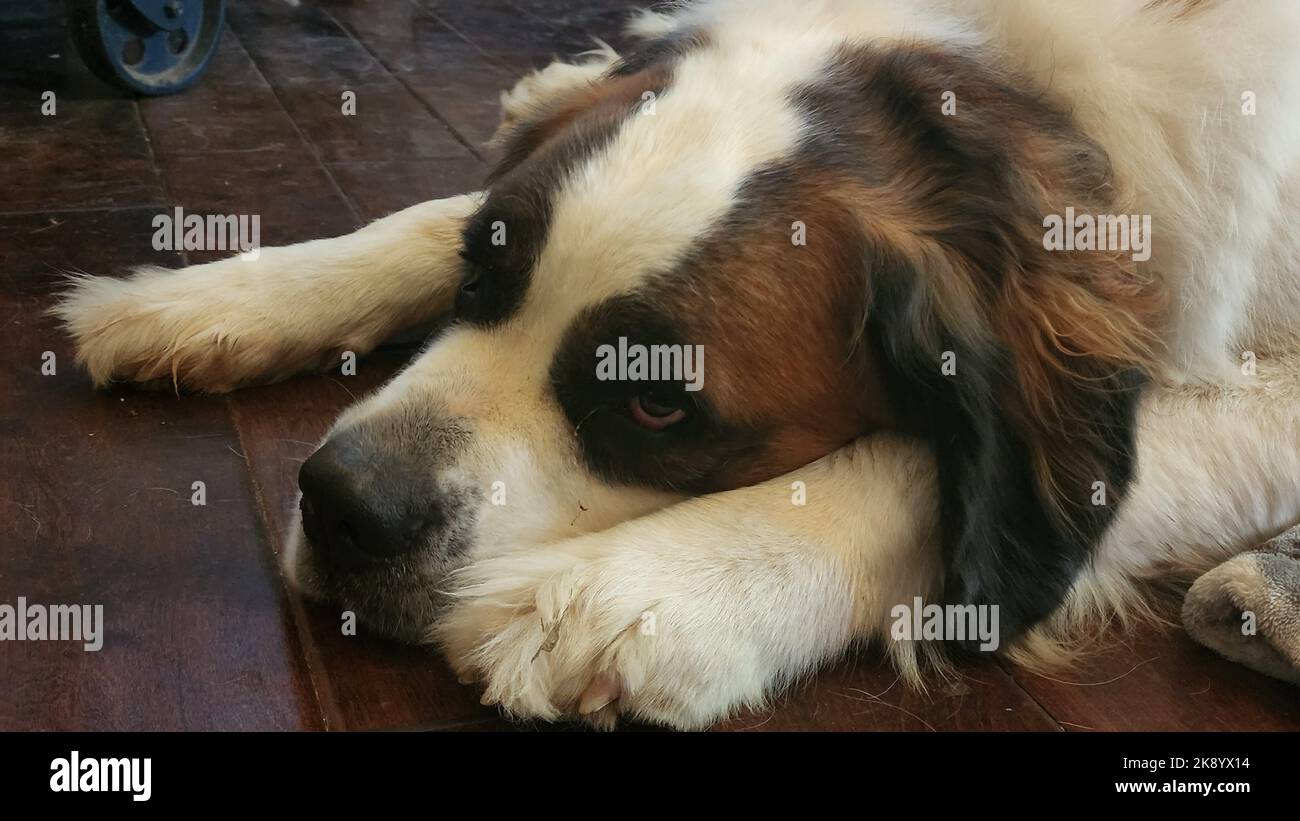 A closeup shot of a cute St. Bernard dog lying on wooden floor of house ...