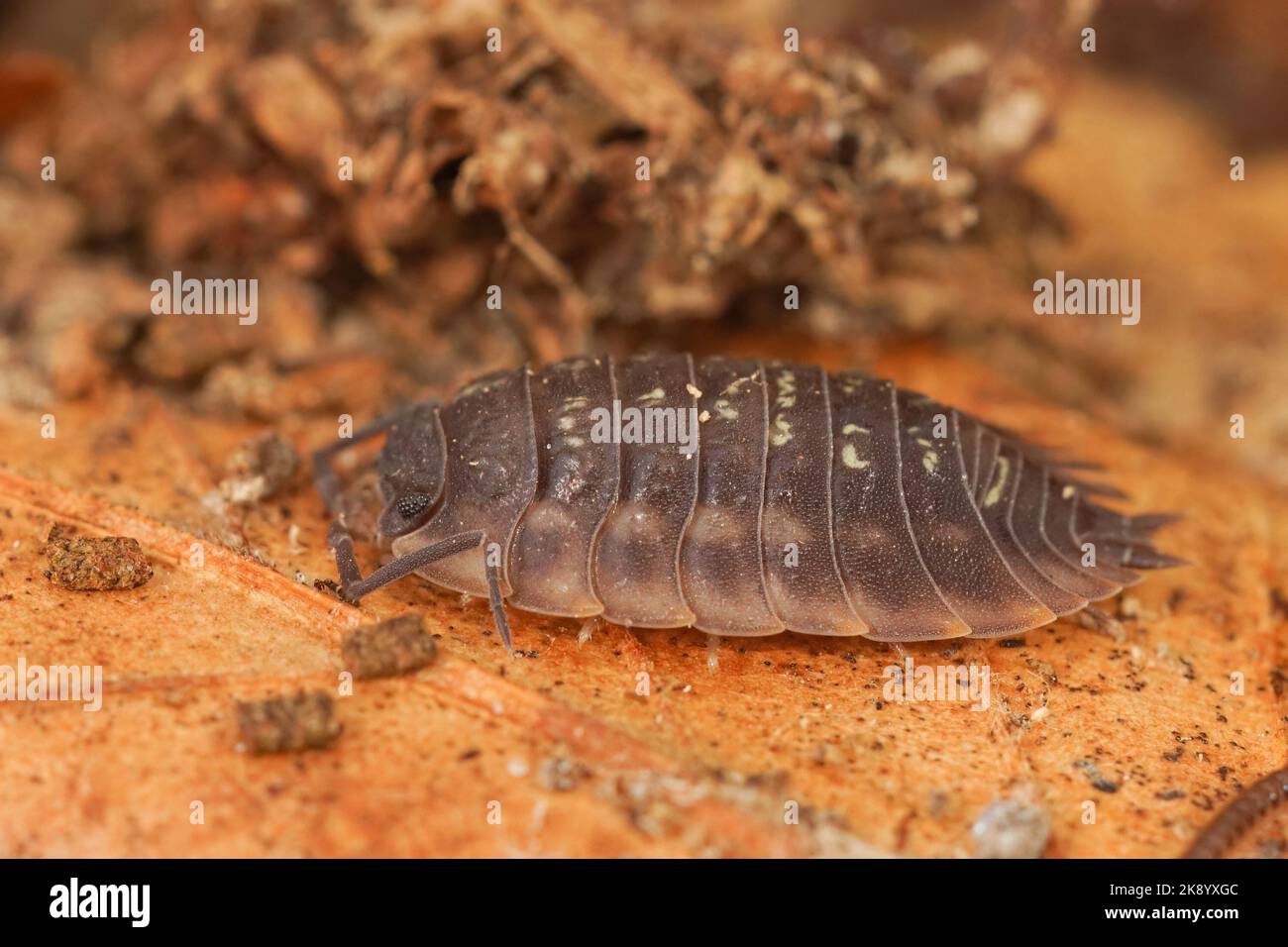 A Common woodlouse on a stone, close-up Stock Photo - Alamy