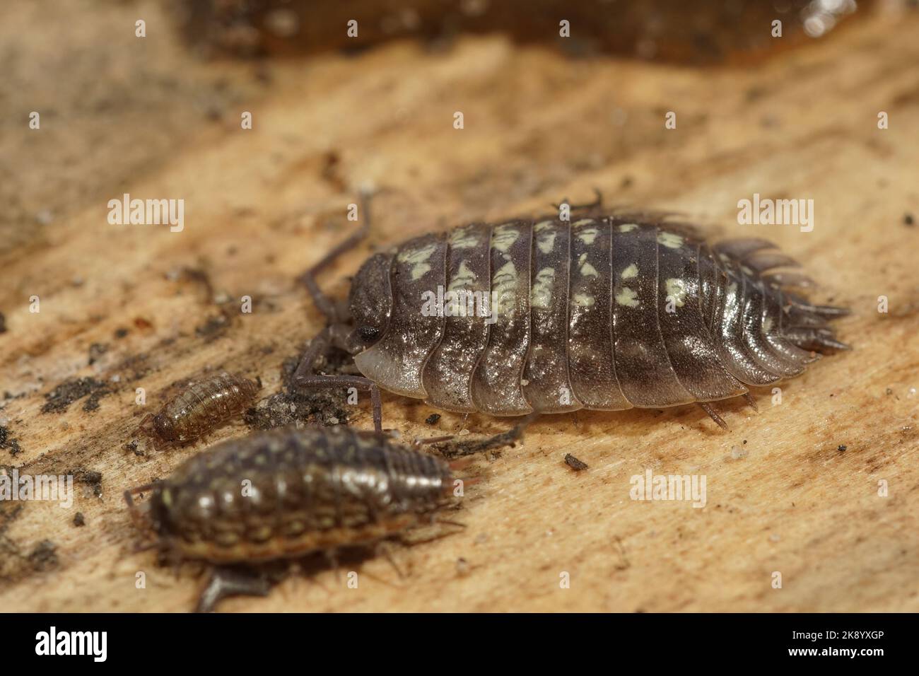 The Common woodlouse (Oniscus asellus) on a stone, close-up Stock Photo ...
